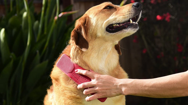 Why grooming is still important once shedding season ends - StripHair